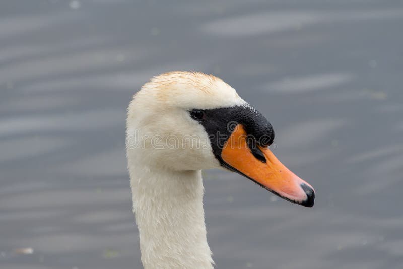 Close up view of a Swan stock photo. Image of swans - 121894936