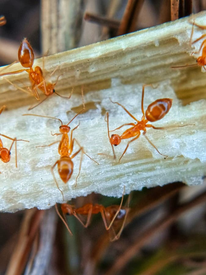Close-up View of a Swarm of Red Ants Stock Photo - Image of swarm, view ...