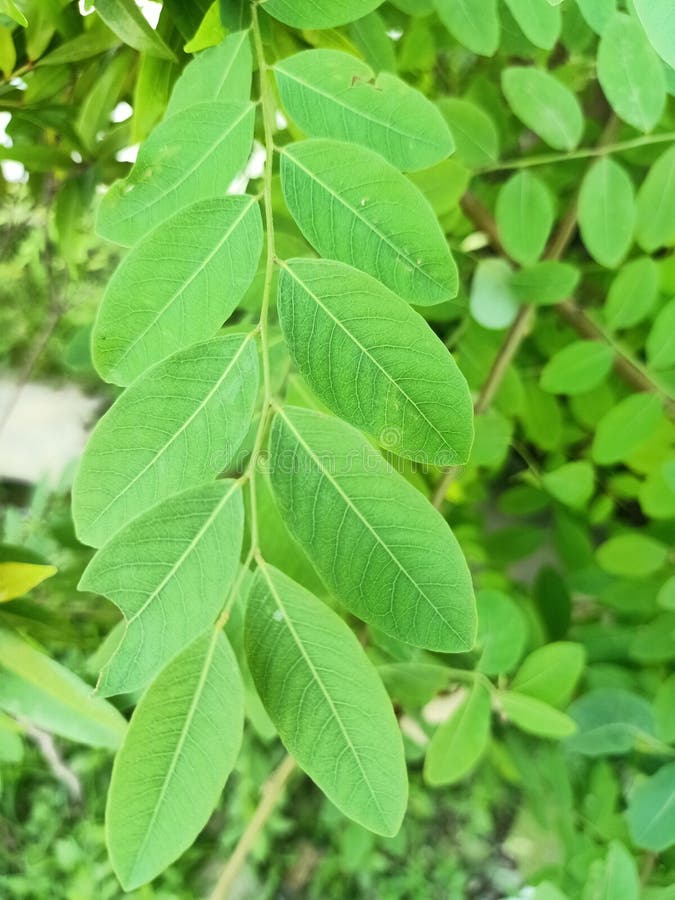 Close Up View of Synostemon Glaucus Plant Stock Image - Image of leaf ...