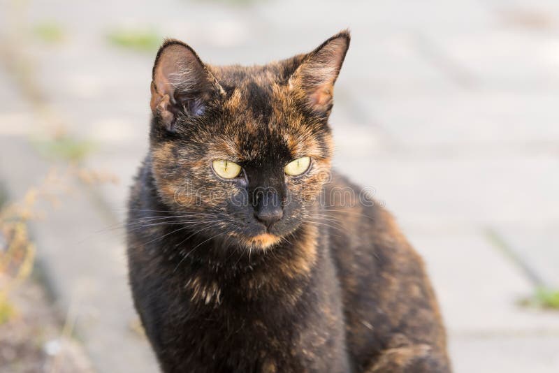 Close Up View of a Tabby Cat Stock Image - Image of eyes, brown: 159743107