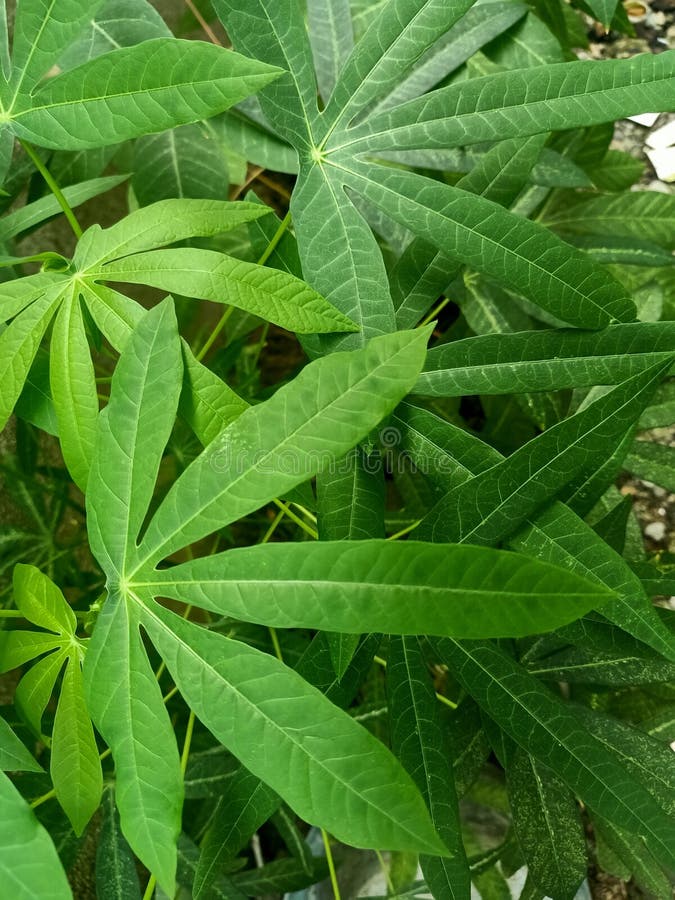 Close Up View of Tapioca Plant Stock Photo - Image of botany, manihot ...