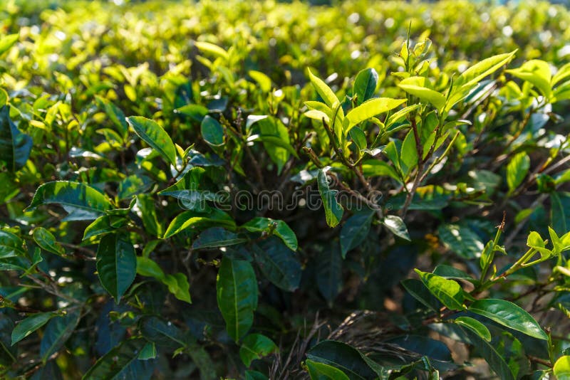 Close up view of tea bush stock image. Image of tranquil - 120644555