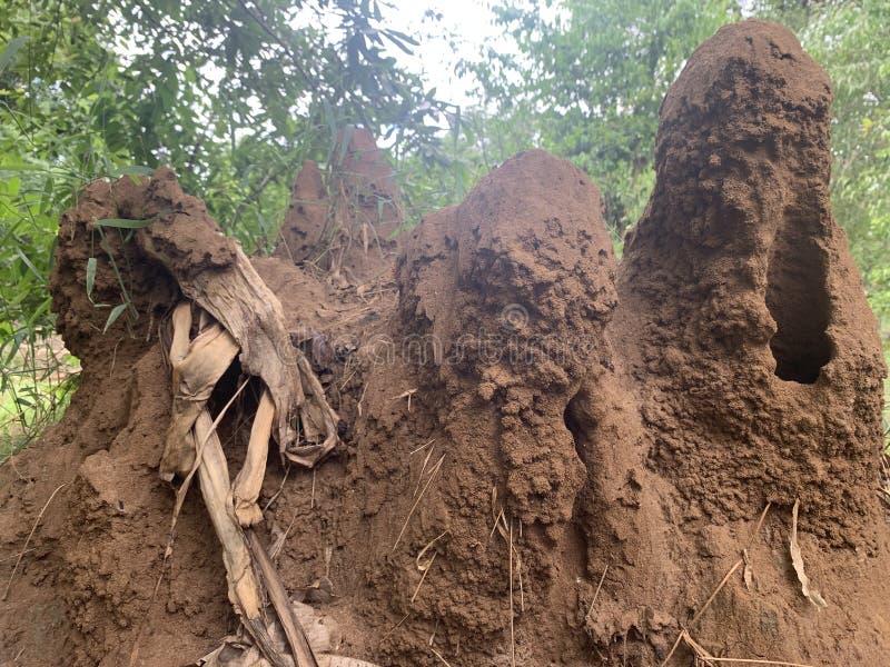 A Close-up View of a Termite Mound. Stock Photo - Image of mound ...