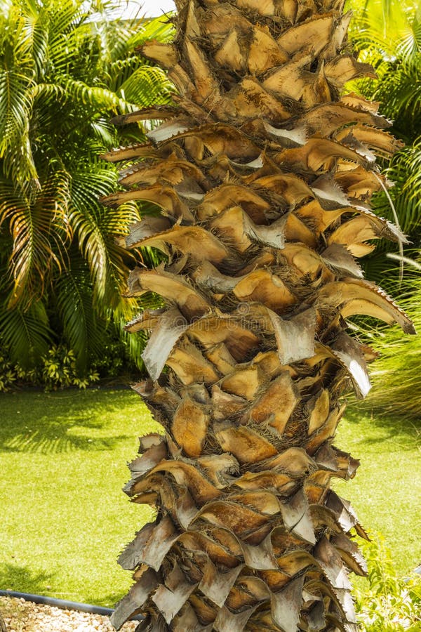 Close Up View Texture Background of Palm Tree. Beautiful Nature ...