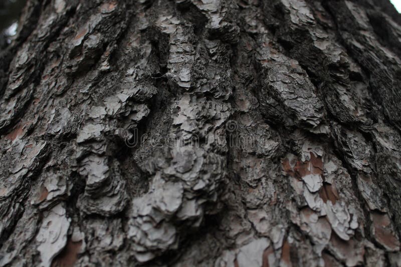 Close-up View of the Thick Trunk of a Large Tree, Its Bark Textured in ...