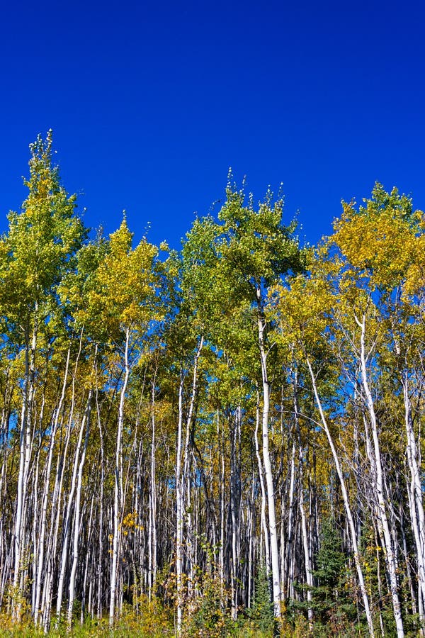 Close-up View of White Birch Stand of Trees, Yukon, Canada with Stock ...