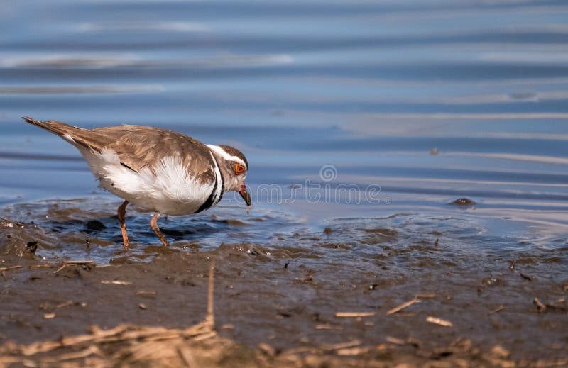 Close-up View of a Three-banded Plover Perching in the Mud Drinking ...