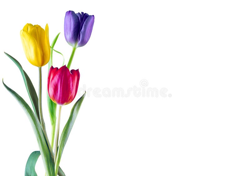 Three Tulips stock photo. Image of nature, bloom, contour - 2077832