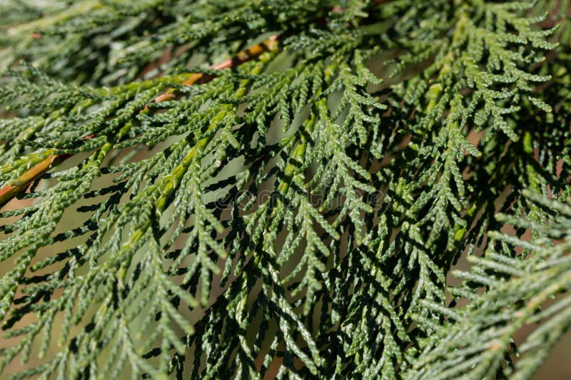 Close-up View of Thuja in the Garden. Evergreen Dwarf Tree with a Well ...