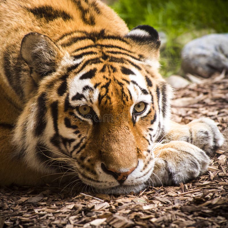Tiger Roaring Front View Stock Photos - Free & Royalty-Free Stock ...