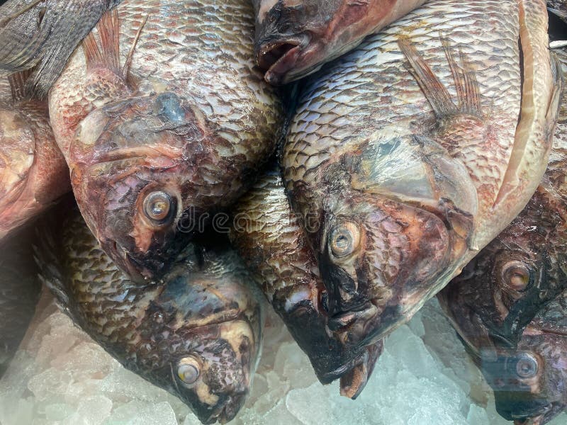 Close -up View of Tuna Fish at the Supermarket Stock Image - Image of ...