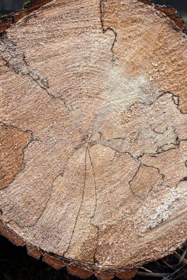 View of timber tree rings stock image. Image of timber - 107397725