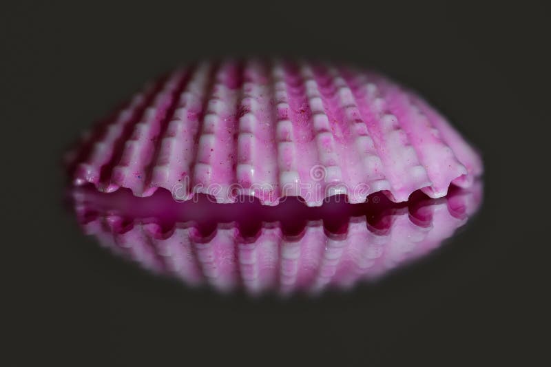 Close Up View of Tiny Pink Sea Shell with Reflection Stock Image ...