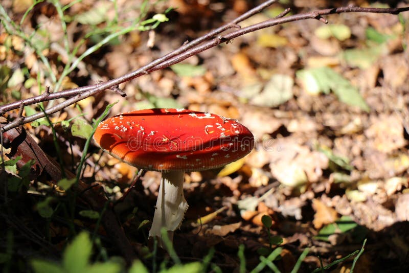 Toadstool stock image. Image of grass, brown, ground - 203013533