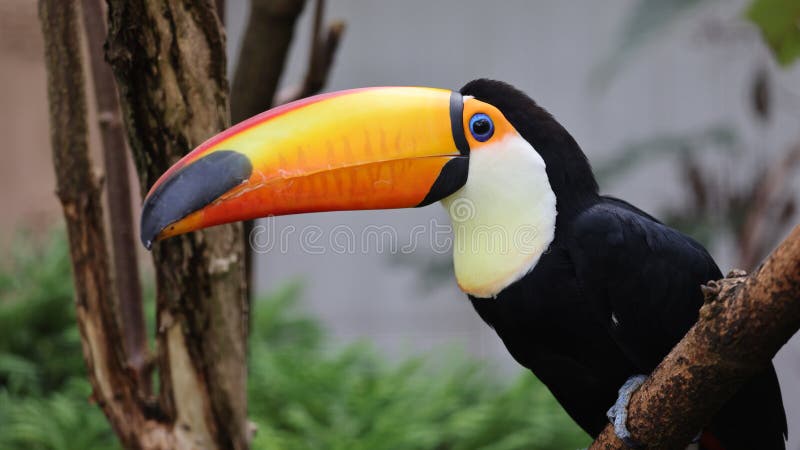 Close Up View of a Toco Toucan Stock Photo - Image of black, green ...