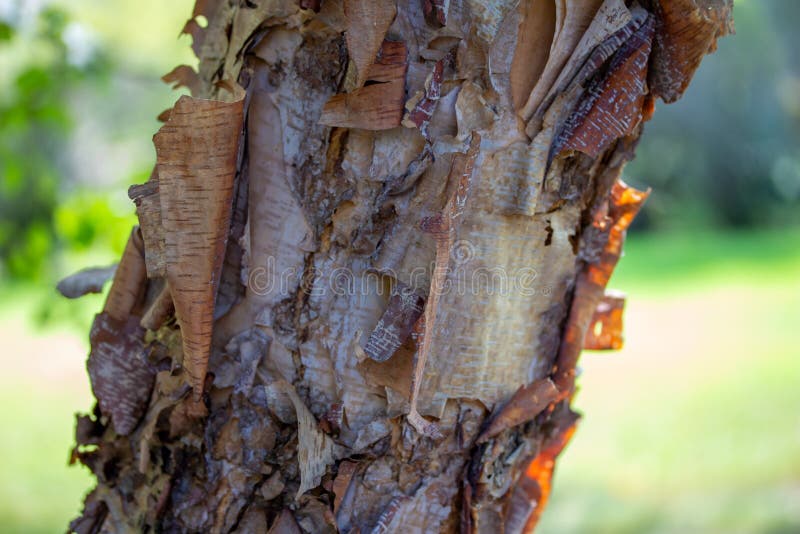 Close Up View of Torn Bark on a River Birch Tree Stock Photo - Image of ...