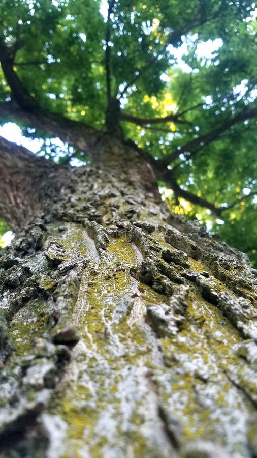 Close-up view of tree bark stock image. Image of macro - 250780103
