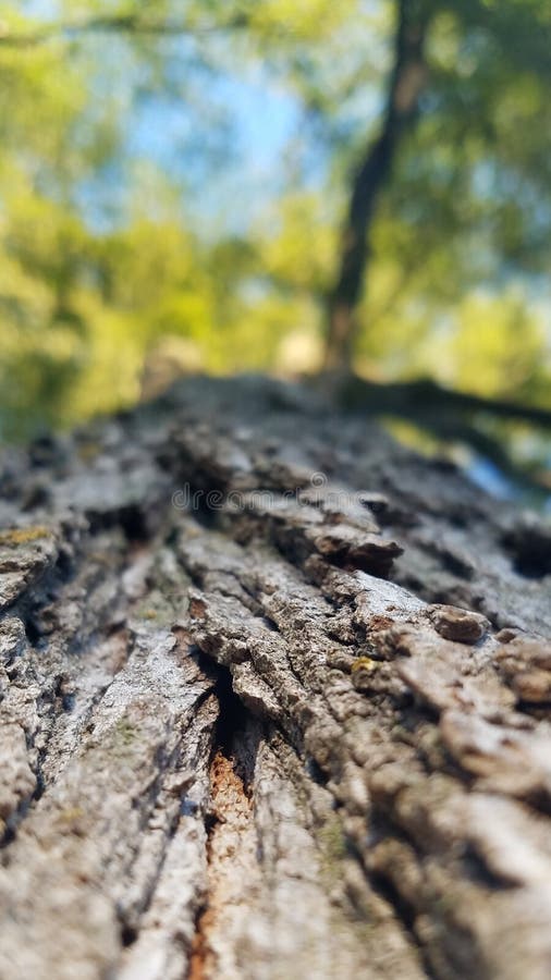 Close-up view of tree bark stock image. Image of rough - 250780131
