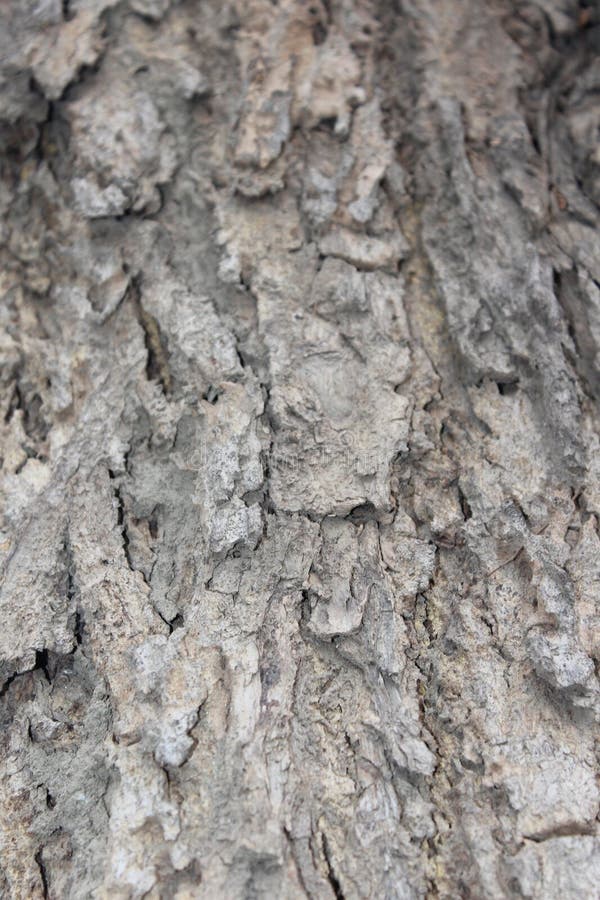 Close-up View of a Tree Bark Featuring a Rugged, Textured Surface Stock ...
