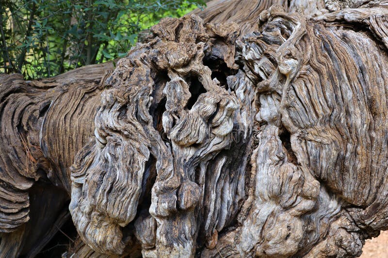 Close Up View of Tree Bark Texture Stock Image - Image of environment ...