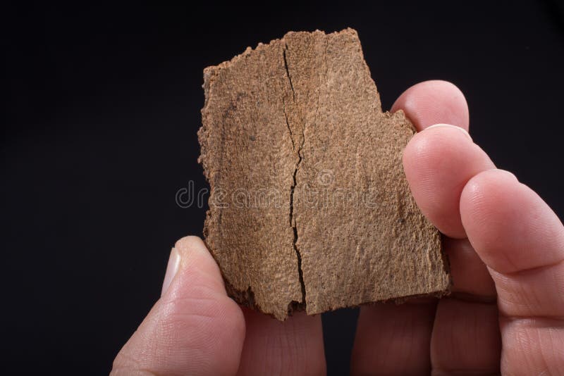 Close Up Tree Bark Texture in Hand Stock Image - Image of aging ...