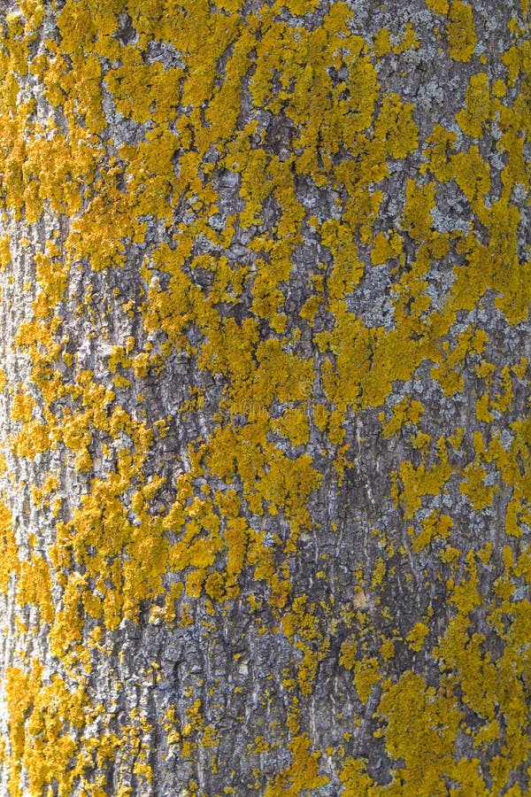 Close Up View of Tree Bark Texture with Moss Stock Image - Image of ...