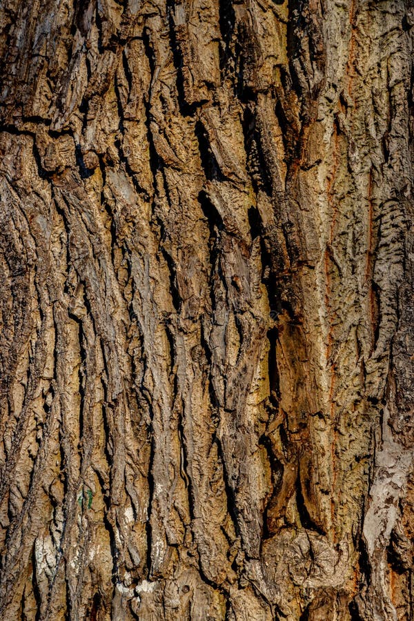 Close-Up View of Tree Bark Texture in Natural Sunlight Outdoors Stock ...