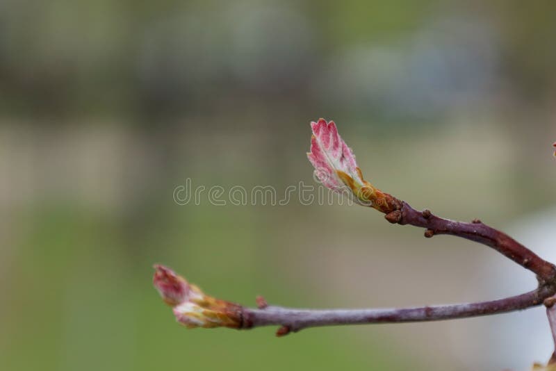Close-up View of a Tree Branch with Fresh Sprouts Stock Image - Image ...