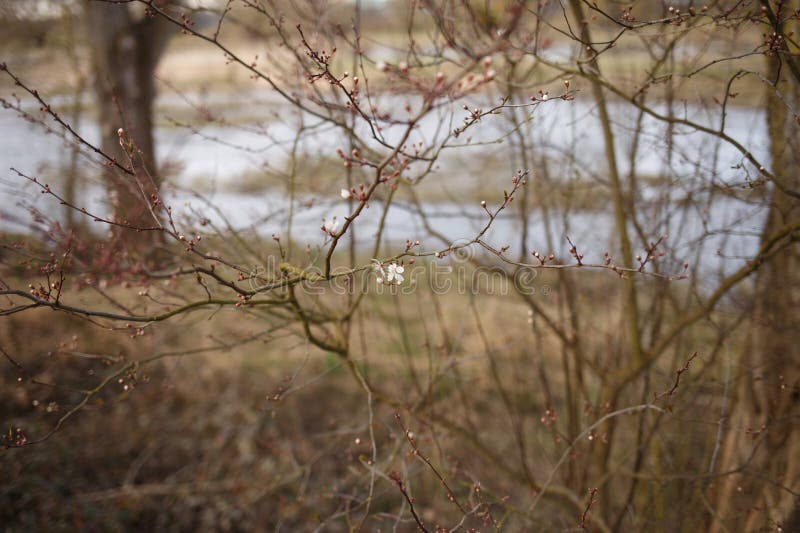 A Close-up View of Tree Branches with Small Buds and a Few Blooming ...