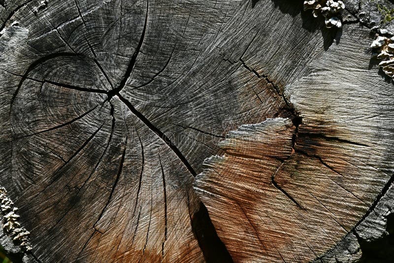 Close-up View of a Tree Cut in Half, Visible Inside Stock Image - Image ...