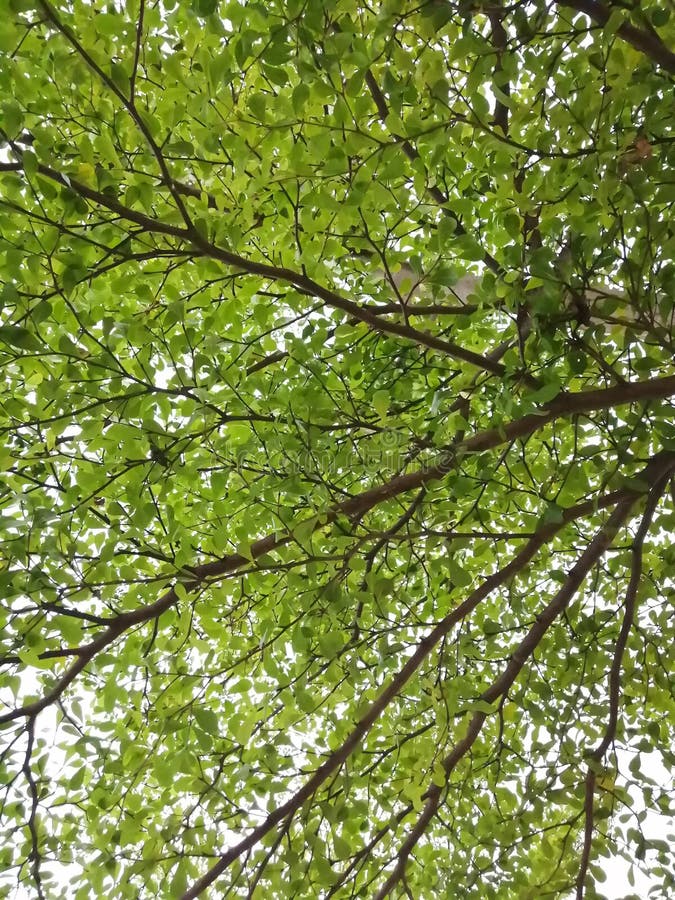Close-up View of Tree Leaves Stock Photo - Image of leaf, branch: 251398122