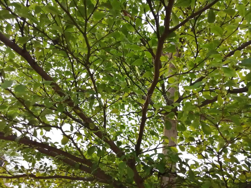 Close-up View of Tree Leaves Stock Image - Image of grove, produce ...