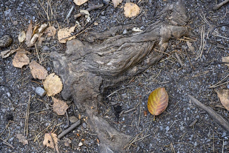 A Close-up View of the Tree Root and Fallen Leaves Around it in Autumn ...