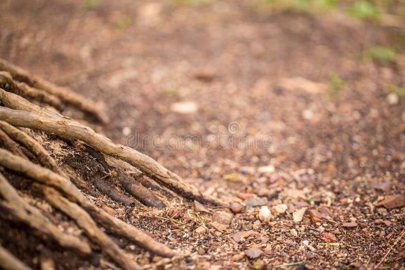 Close-up View of Tree Root in the Forest Stock Photo - Image of root ...