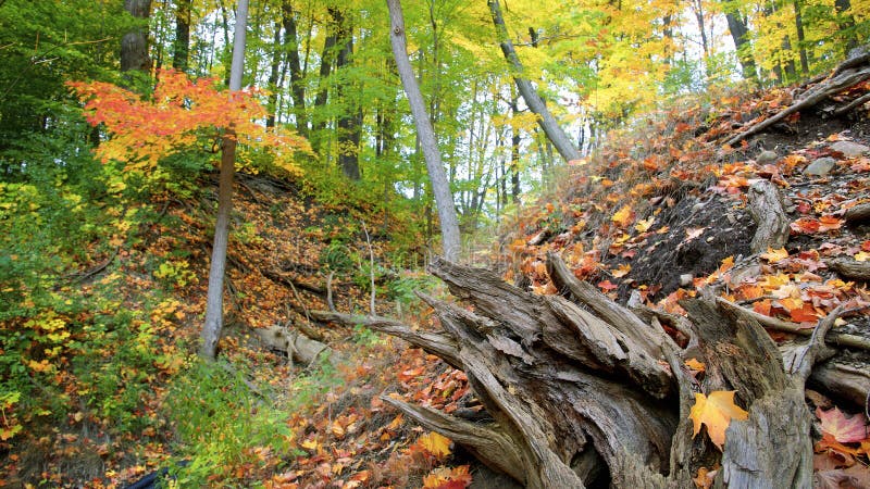 Close-up View of the Tree Root of the Maple Tree of the Forest in ...