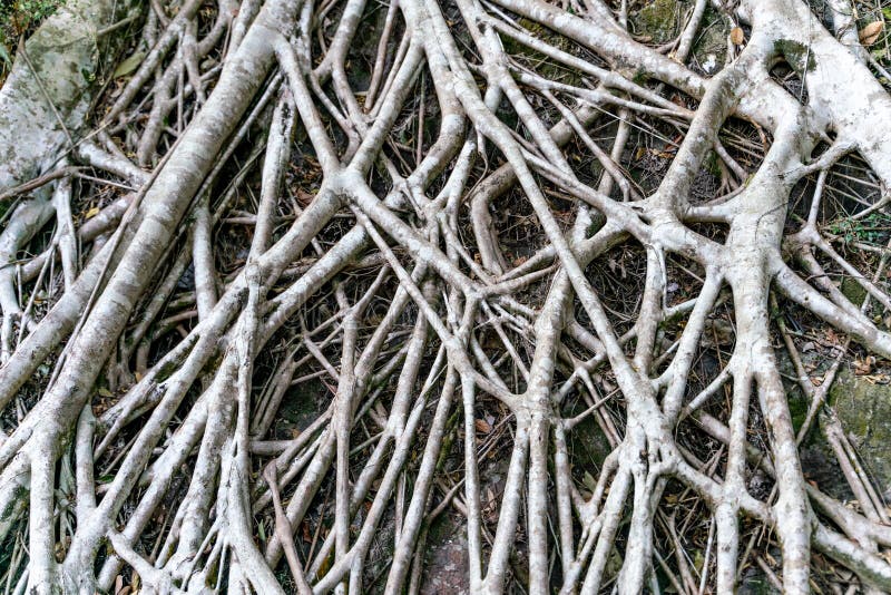 The Close-up View of Tree Roots Stock Photo - Image of root, rock ...