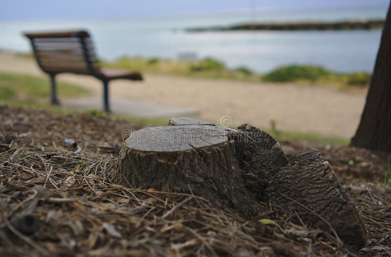Tree Stump with Blurred Empty Bench Stock Photo - Image of outdoor ...