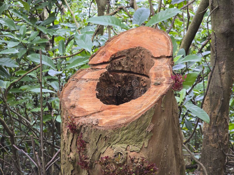 Tree Stump with Hollow Core in the Wilderness Stock Image - Image of ...
