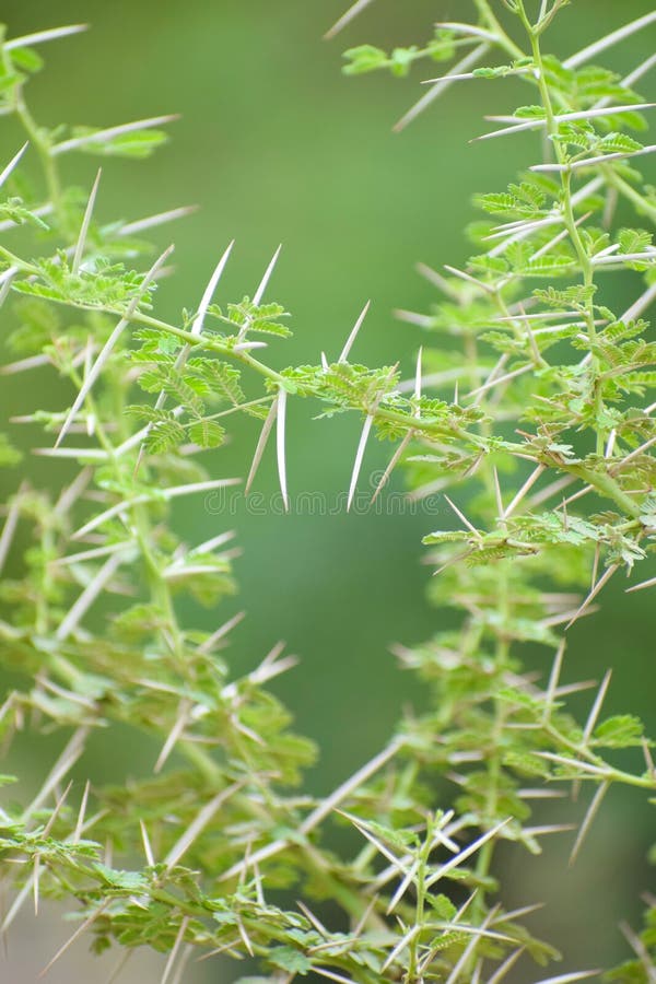 Tree with thorns stock image. Image of stem, bark, green - 24179349