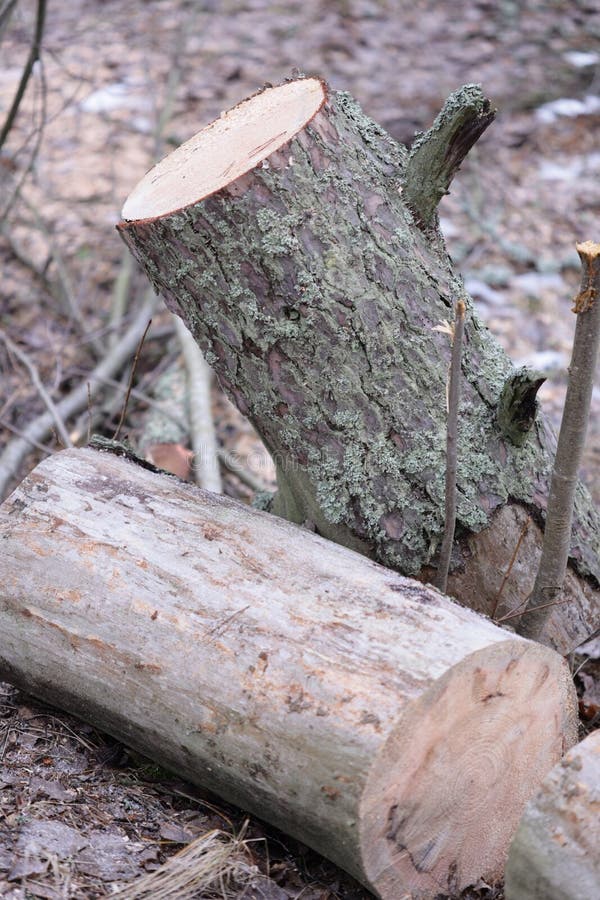 A Close-up View of a Tree Trunk with a Branch Sticking Out Stock Photo ...