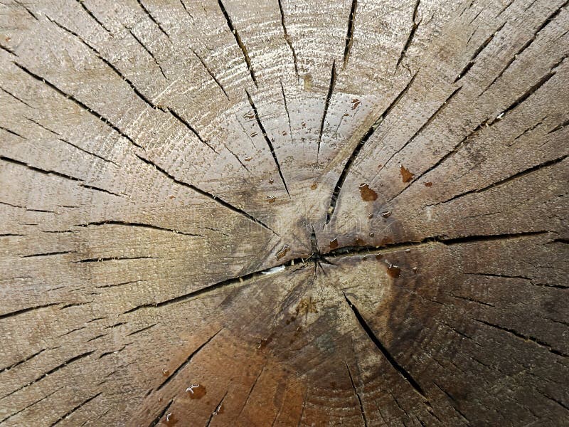 Close Up View of a Tree Trunk Revealing Intricate Wood Grain Patterns ...