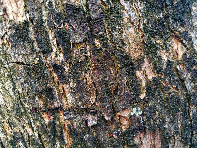 Close-up View of Tree Trunk Surface, Tree Bark Surface, Close-up View ...