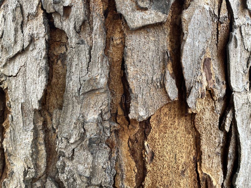 Tree Trunk Surface with Multicolor Bark Pattern Stock Image - Image of ...