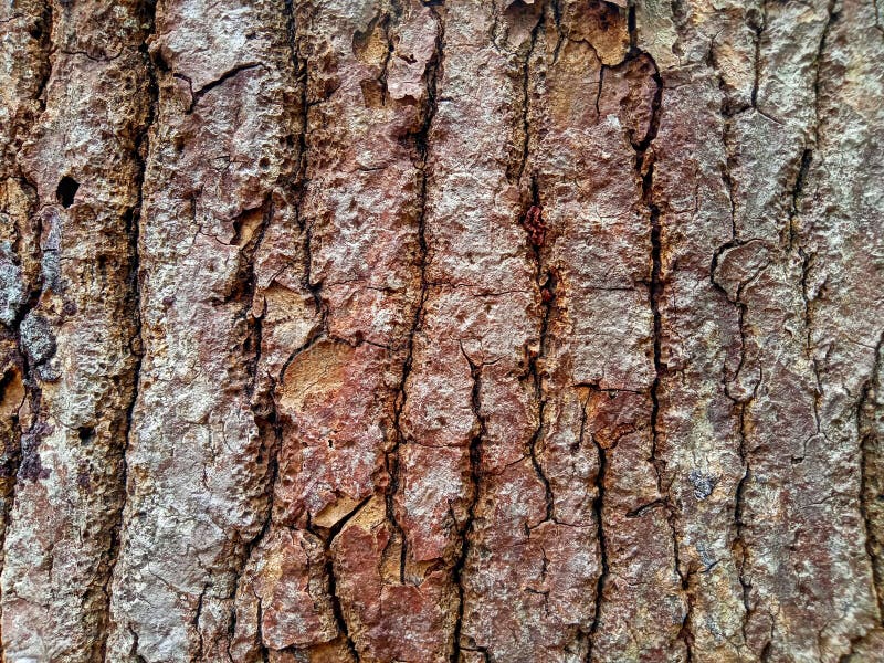 Close-up View of Tree Trunk Surface, Tree Bark Surface, Close-up View ...
