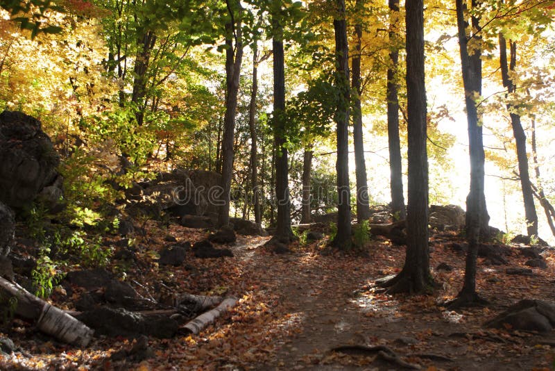 Close-up View of the Trees in an Autumnal Forest in Sunny Weather Stock ...