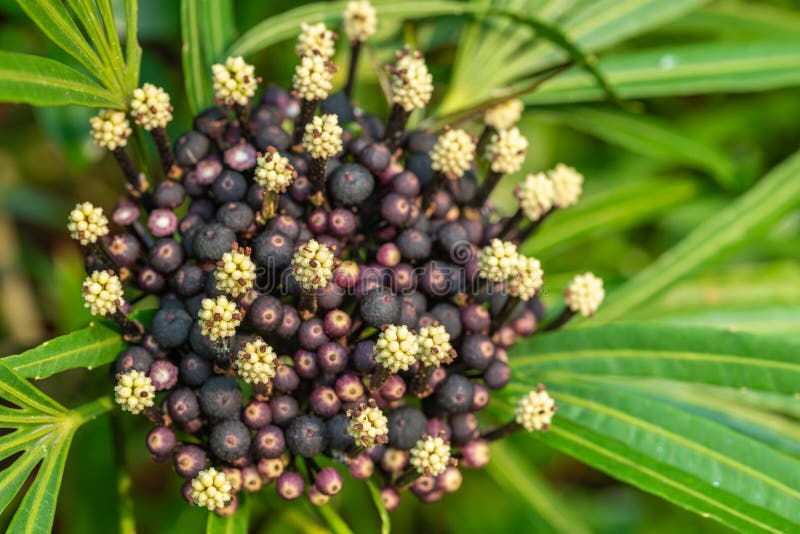 Red Tropical Berries -Fruit of the Christmas Palm (Manila Palm ...