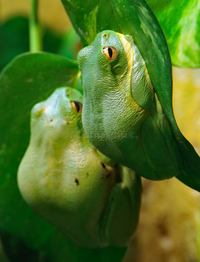Tree Frogs stock photo. Image of australia, toad, frog - 99773700