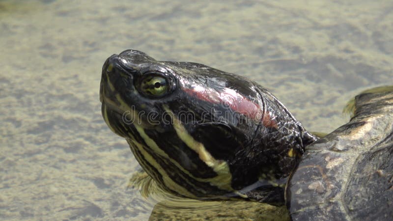 Turtle Head on the Water Surface Stock Video - Video of view, reptile ...