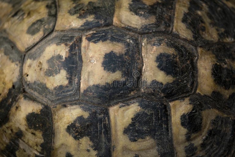 Close-up View of Turtle Shell, Natural Pattern Shape Stock Image ...