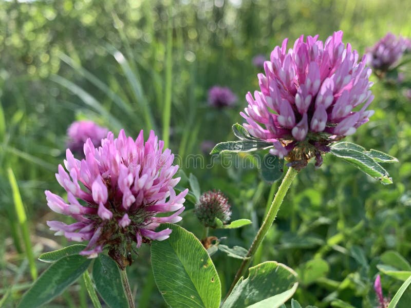 A Close-up View of Two Pink Clover Blossoms in a Field of Green Grass ...